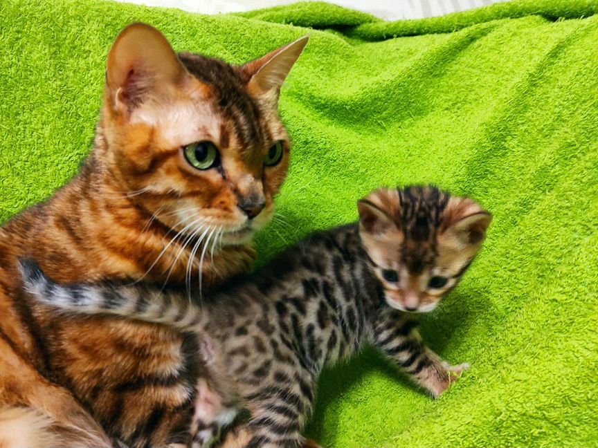 Бенгальские малыши