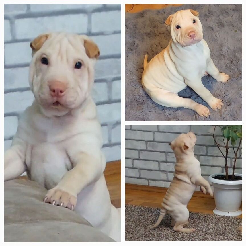 Шарпейный зефирчик