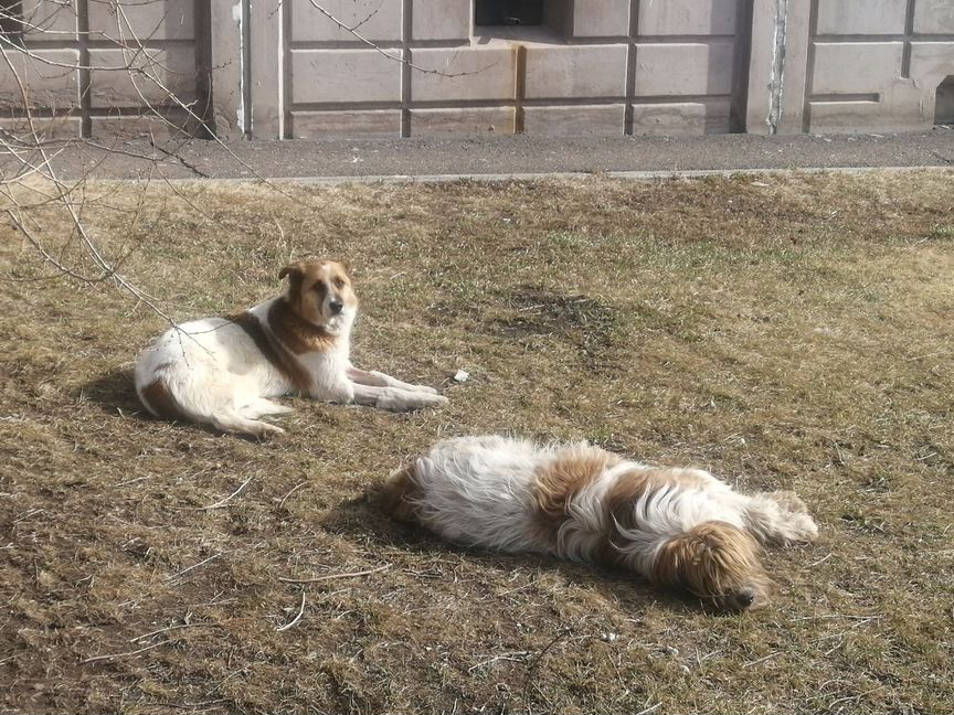 Несчастные бездомные собачки