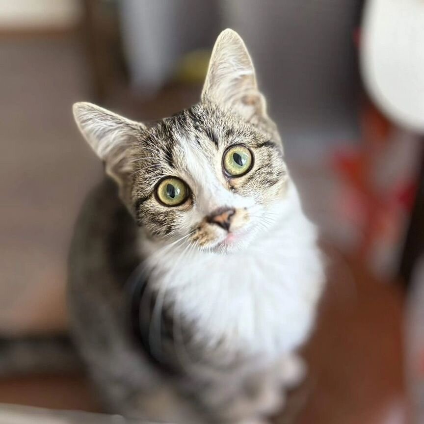 Котенок-мальчик,3 месяца