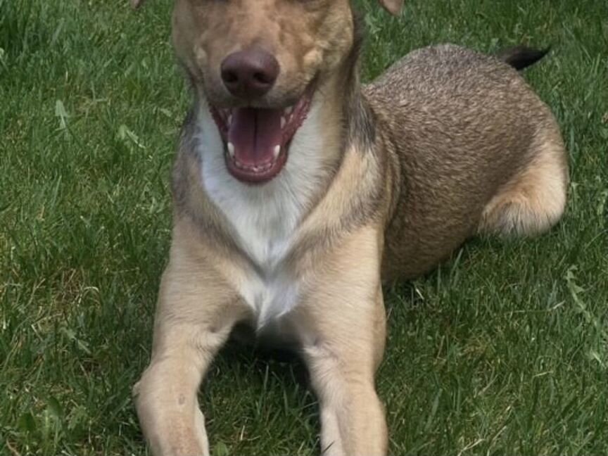 Собака в добрые руки