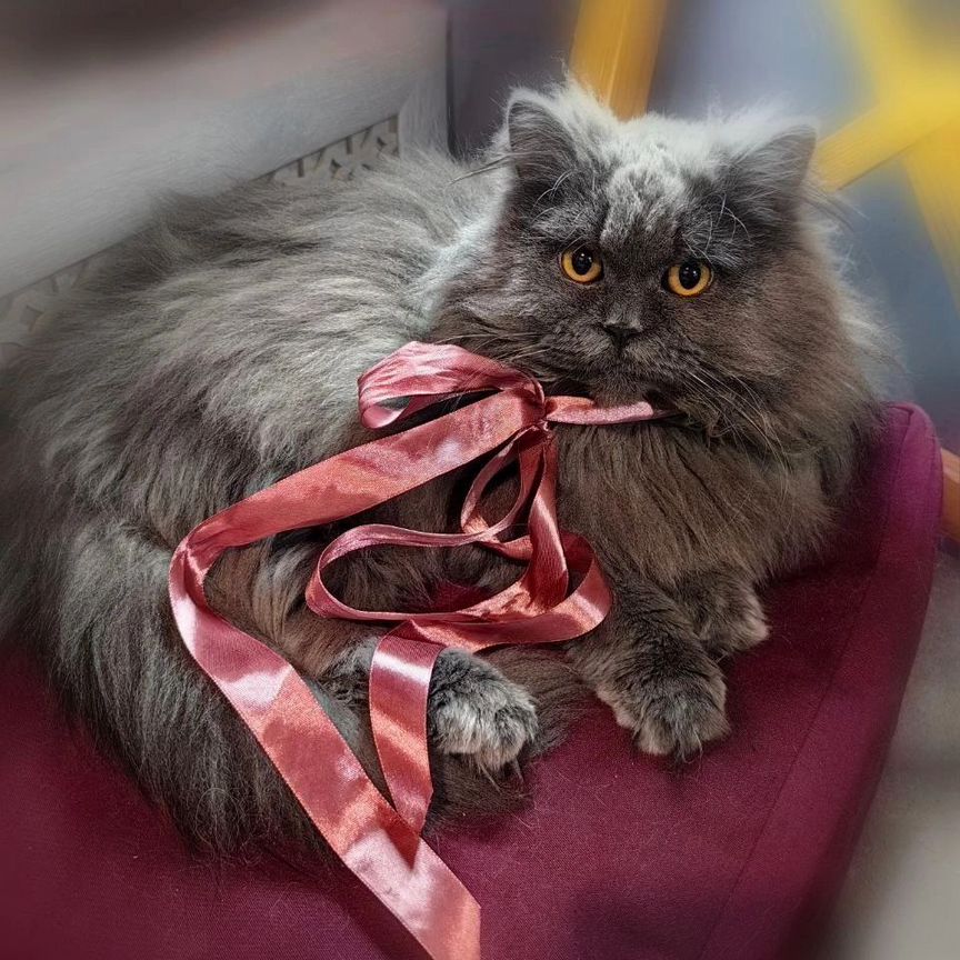 Британский котенок Левушкин
