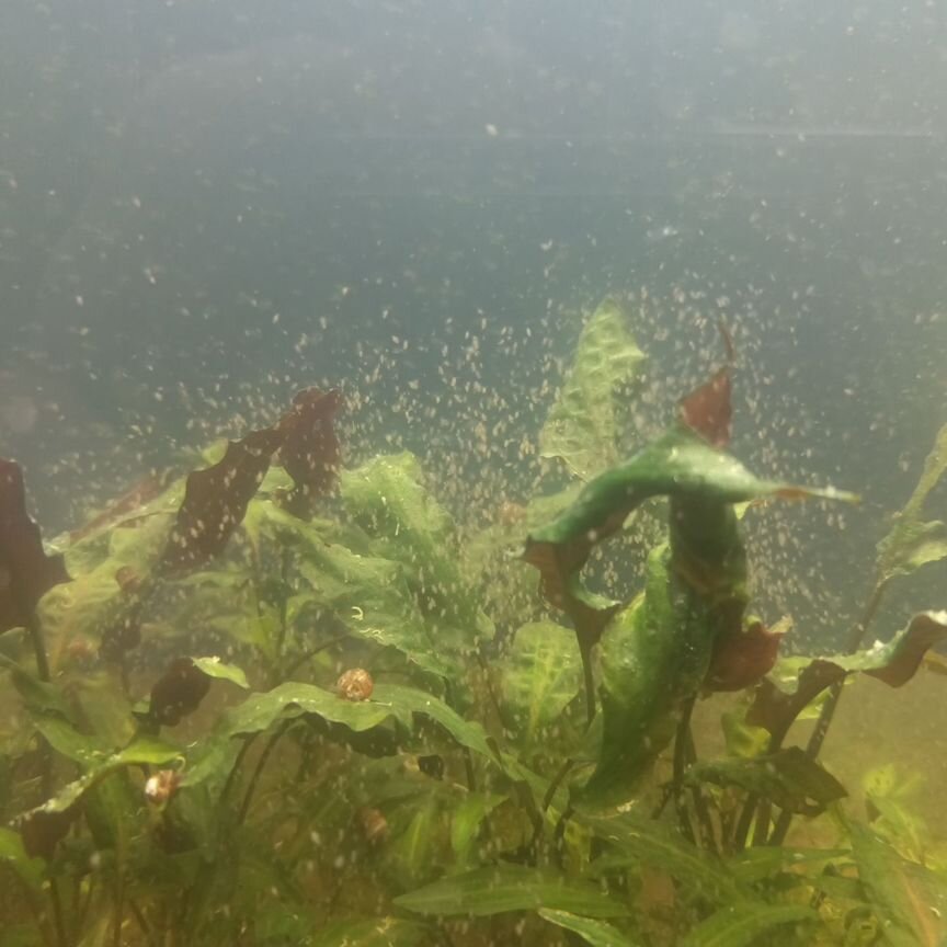 Дафния моина