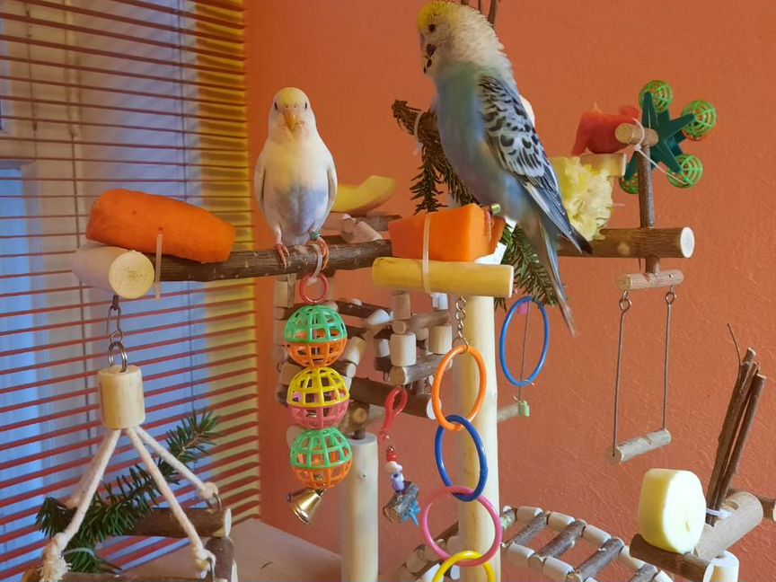 Стенд для птиц