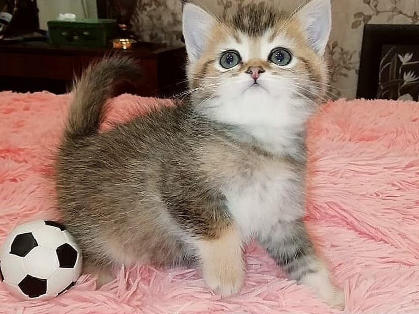 Шотландские котодетки чёрное золото