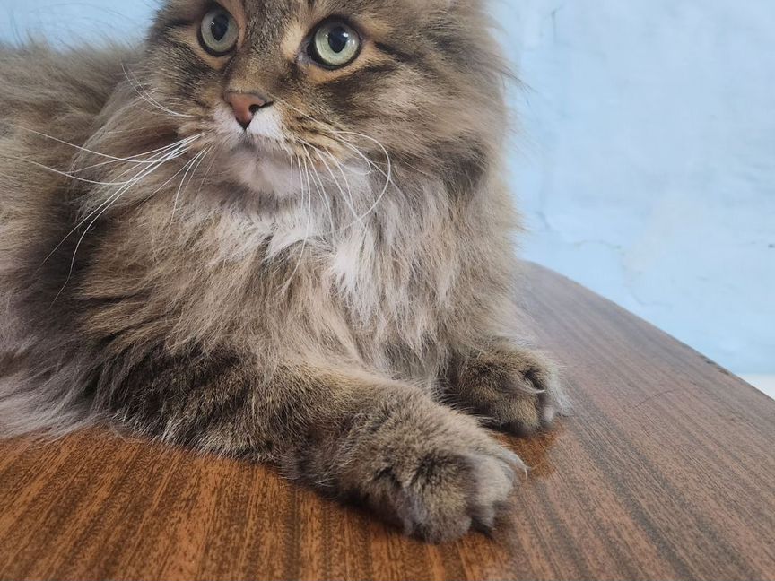 Кот в добрые руки