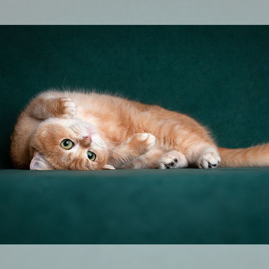 Шотландская прямоухая короткошёрстная, взрослая кошка