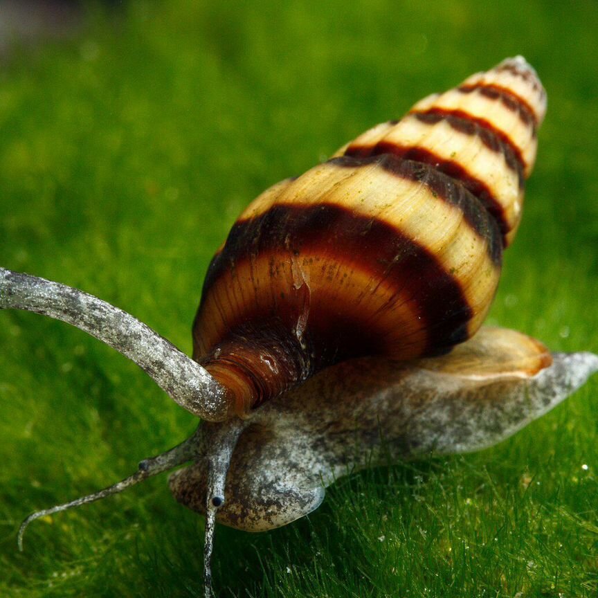 Улитка хелена