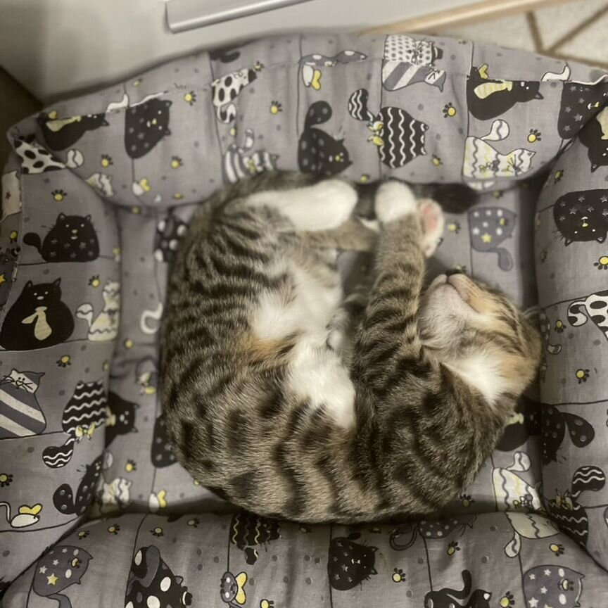 Котенок 4 месяца