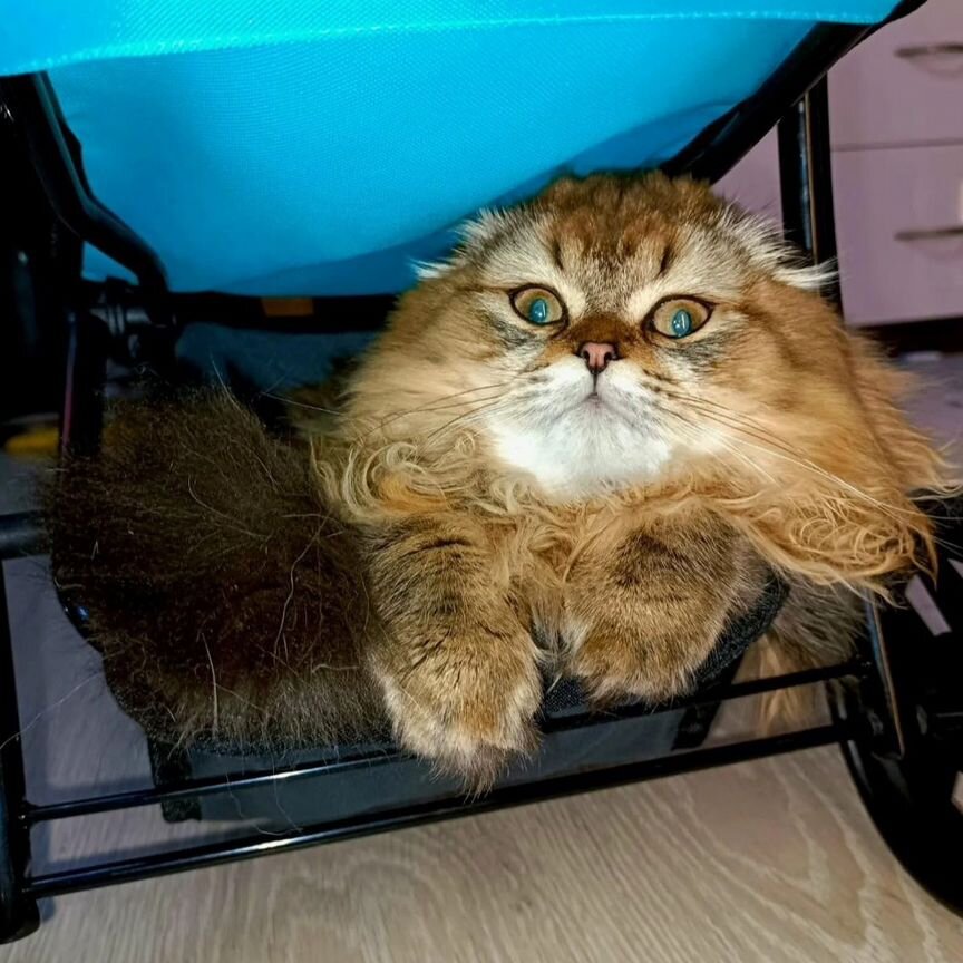 Взрослая, кошка в добрые руки