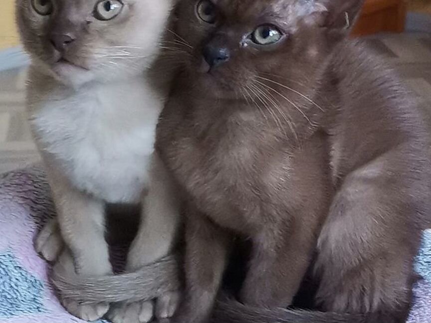 Бурманские очаровашки