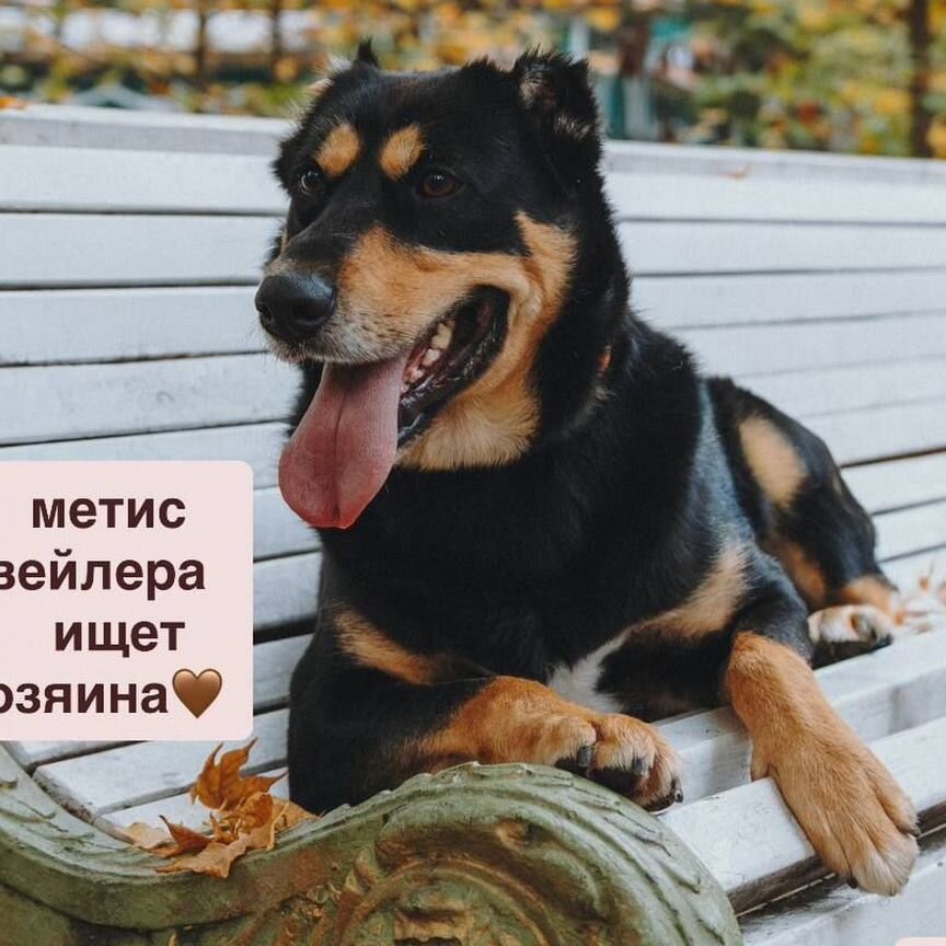 Взрослая собака в добрые руки