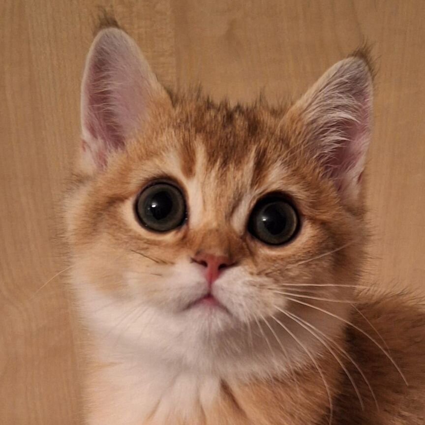 Шотландский котенок