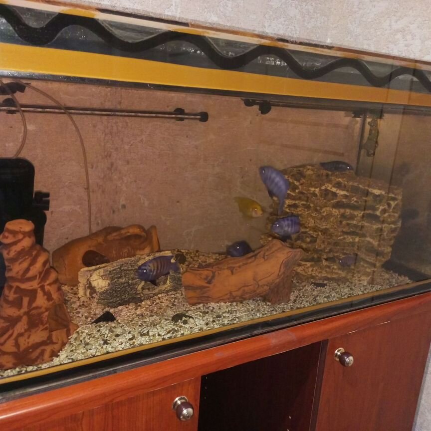 Аквариум (370 л.) с тумбой и рыбками