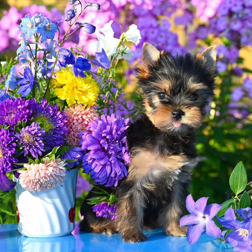 Высокопородный щенок йоркширского терьера девочка