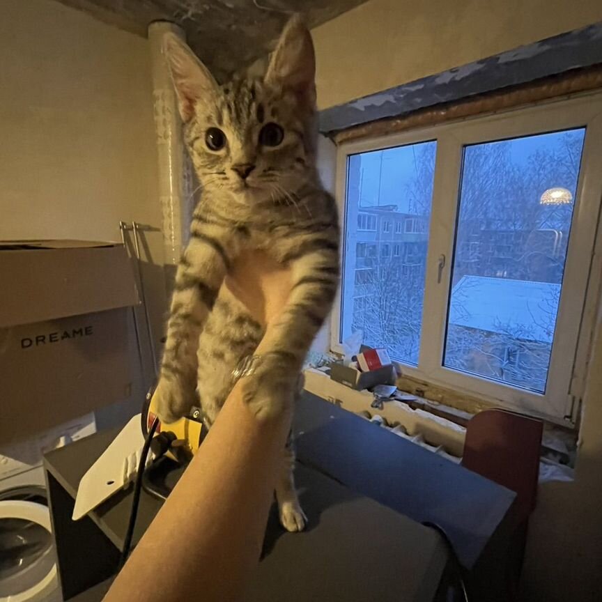 Котёнок в добрые руки