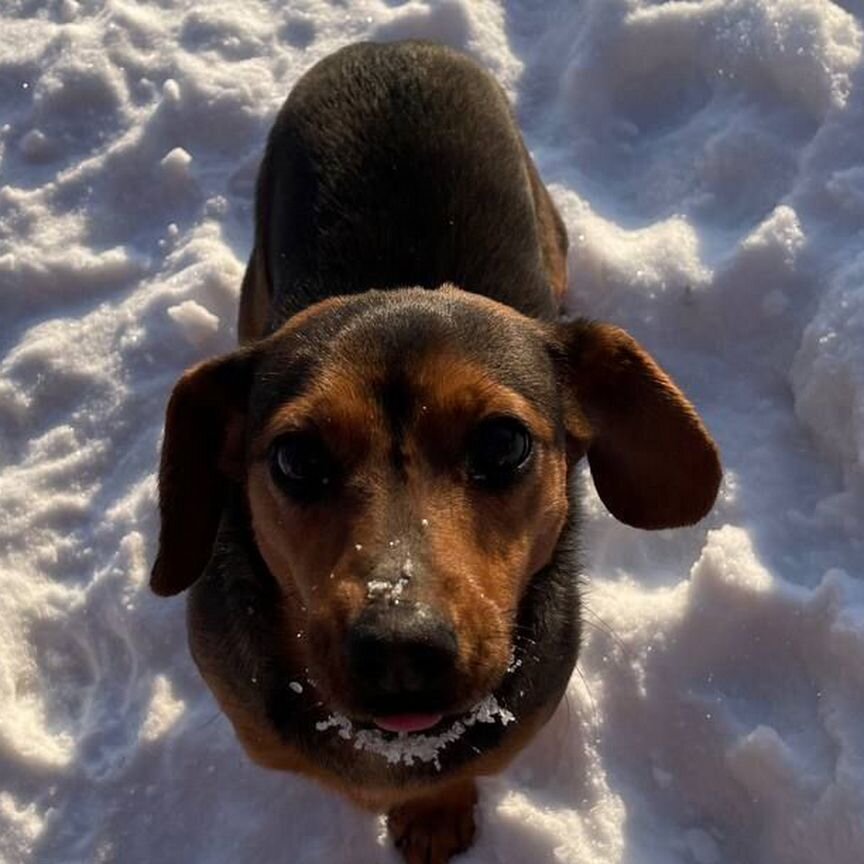 Щенок в добрые руки