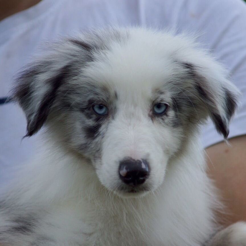 Австралийская овчарка щенки голубой мрамор