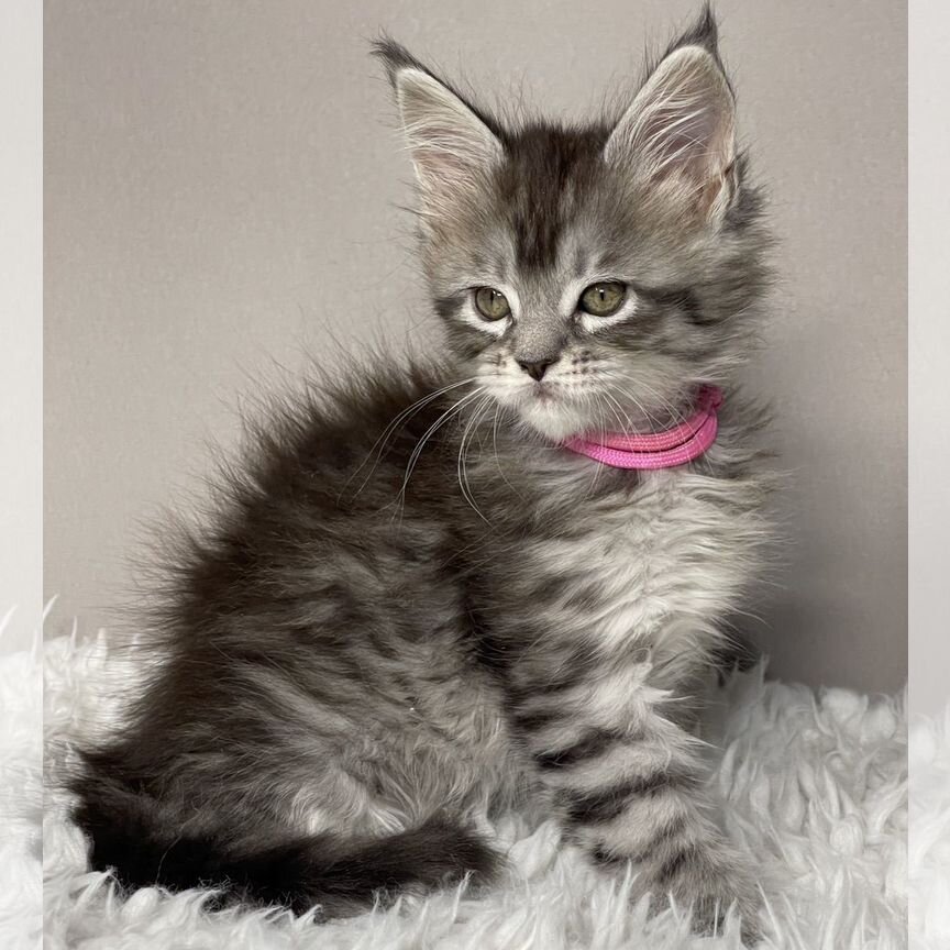 Мейн-кун котёнок