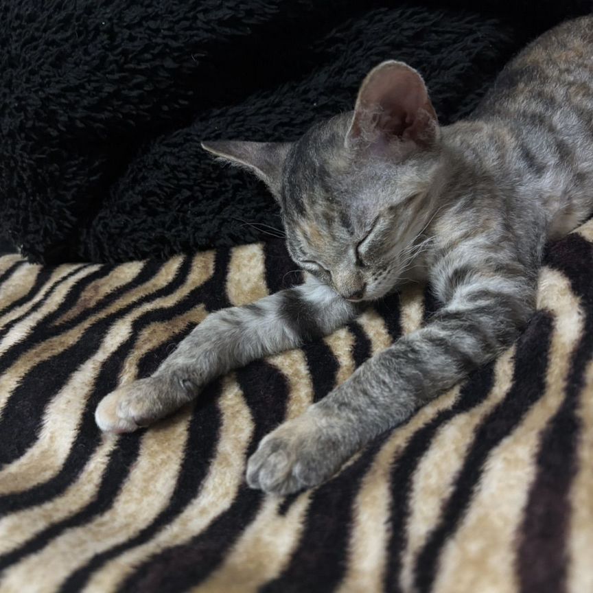 Котенок