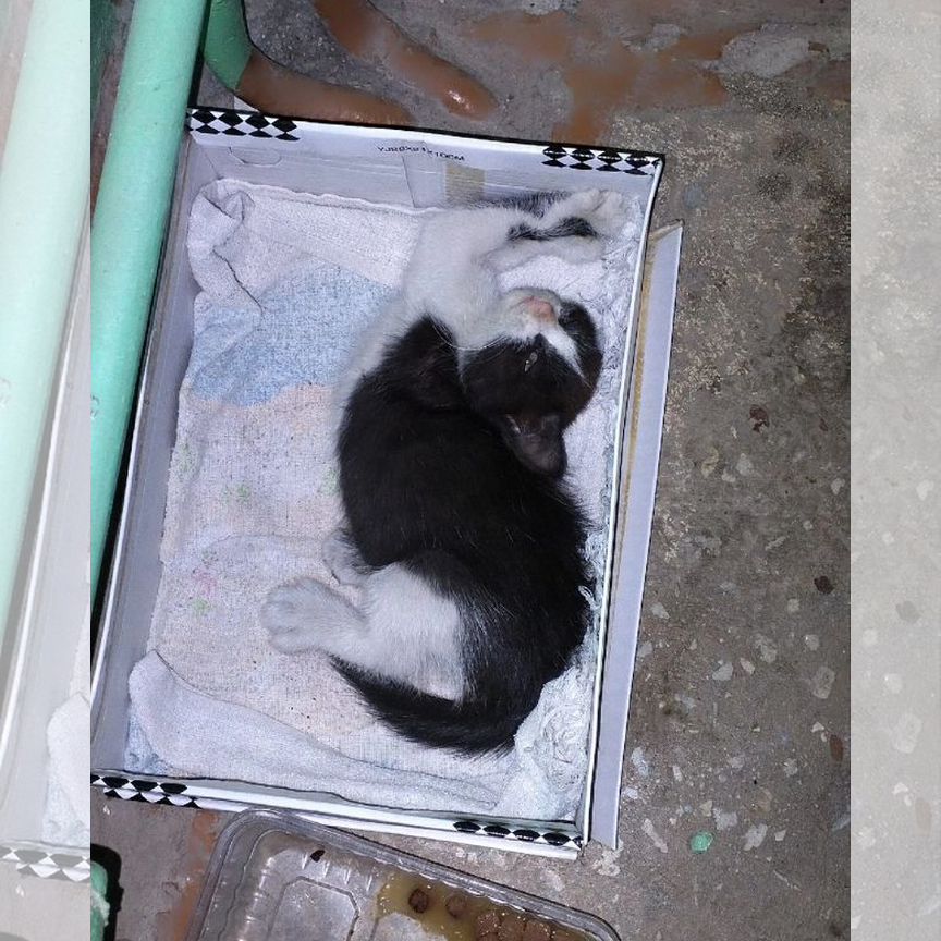 Котята в добрые руки бесплатно