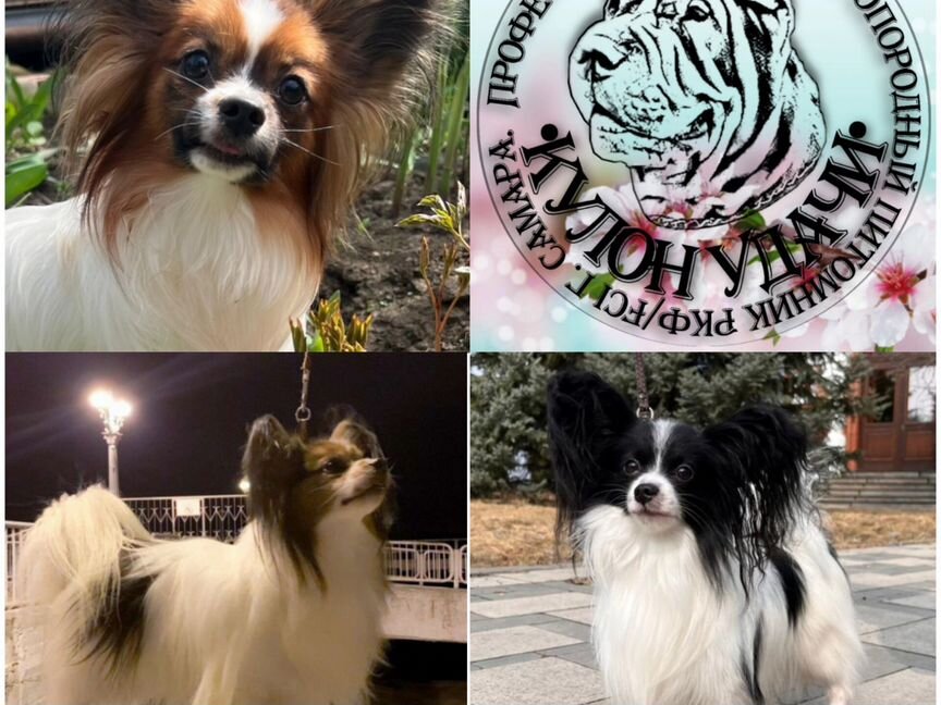 Соболь, триколор, бело черный кобели - вязка