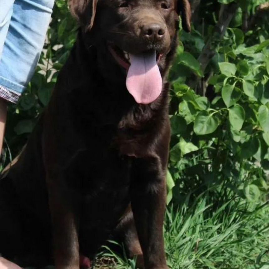 Кобель лабрадор