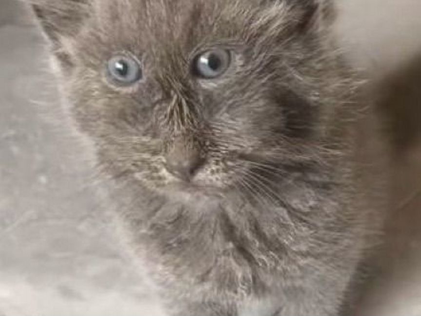 Кошка с особенностью