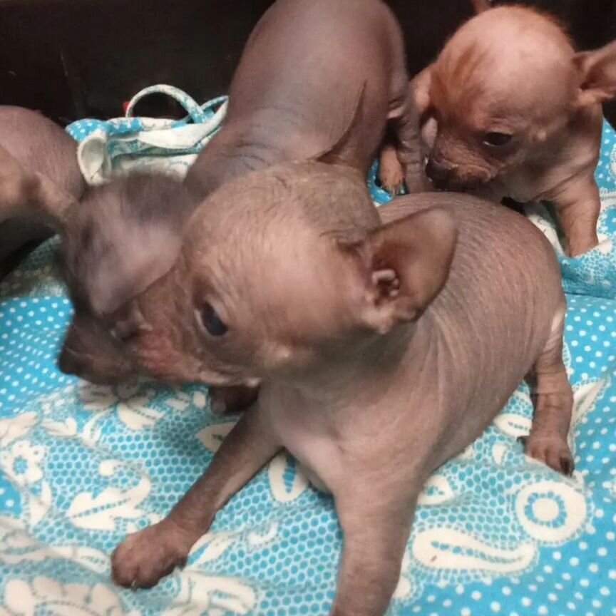 Китайская хохлатая, щенок