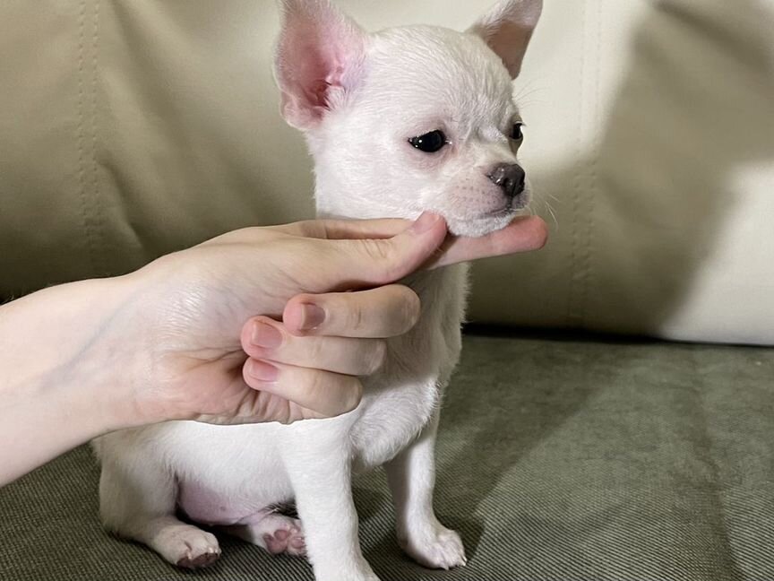 Мальчик чихуахуа