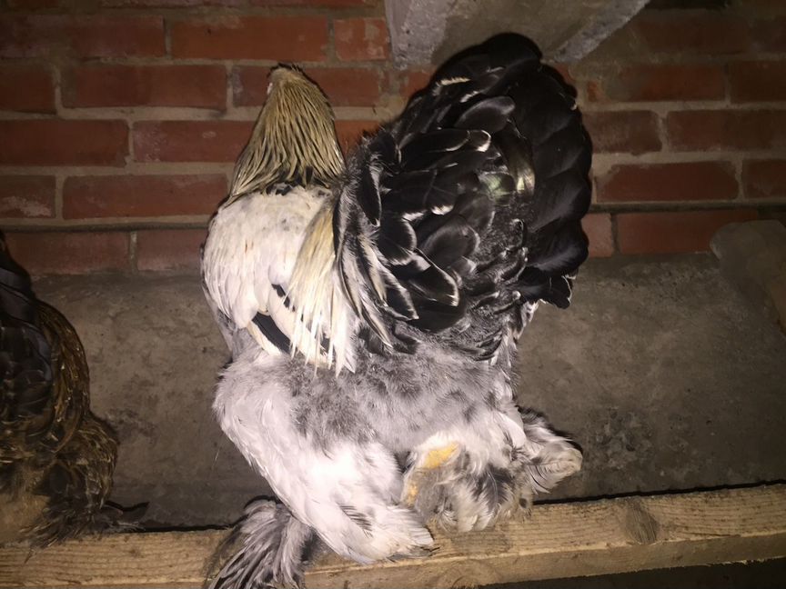 Брама яйцо, цыплята, куры