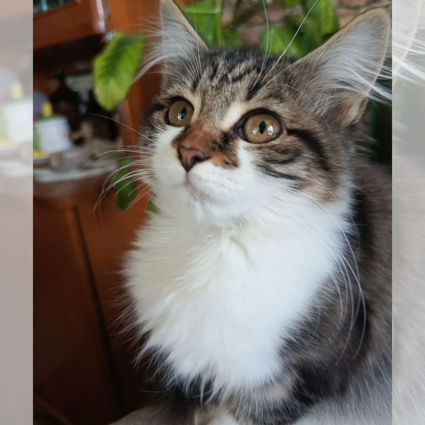 Котёнок девочка от Шотландской кошки