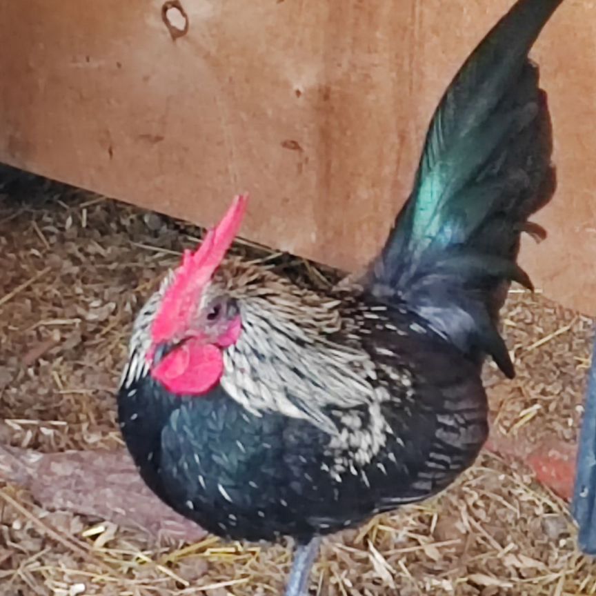 Продам петушка Бентамки