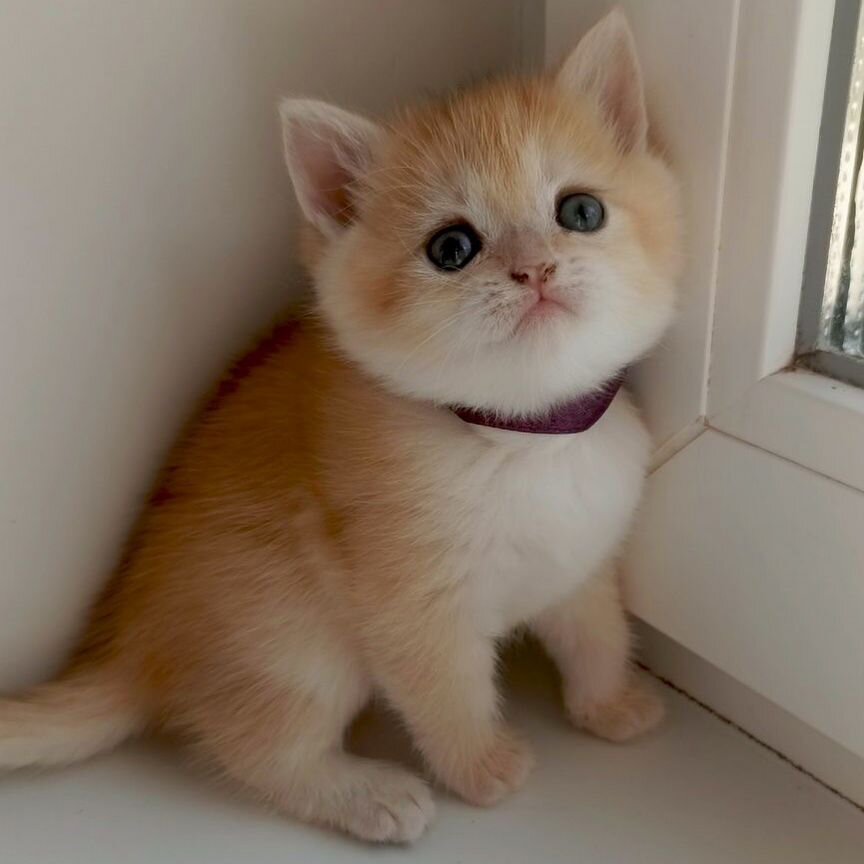 Котята золотая шиншилла