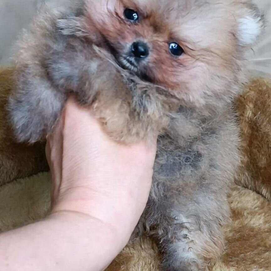 Микро малыш Шпиц