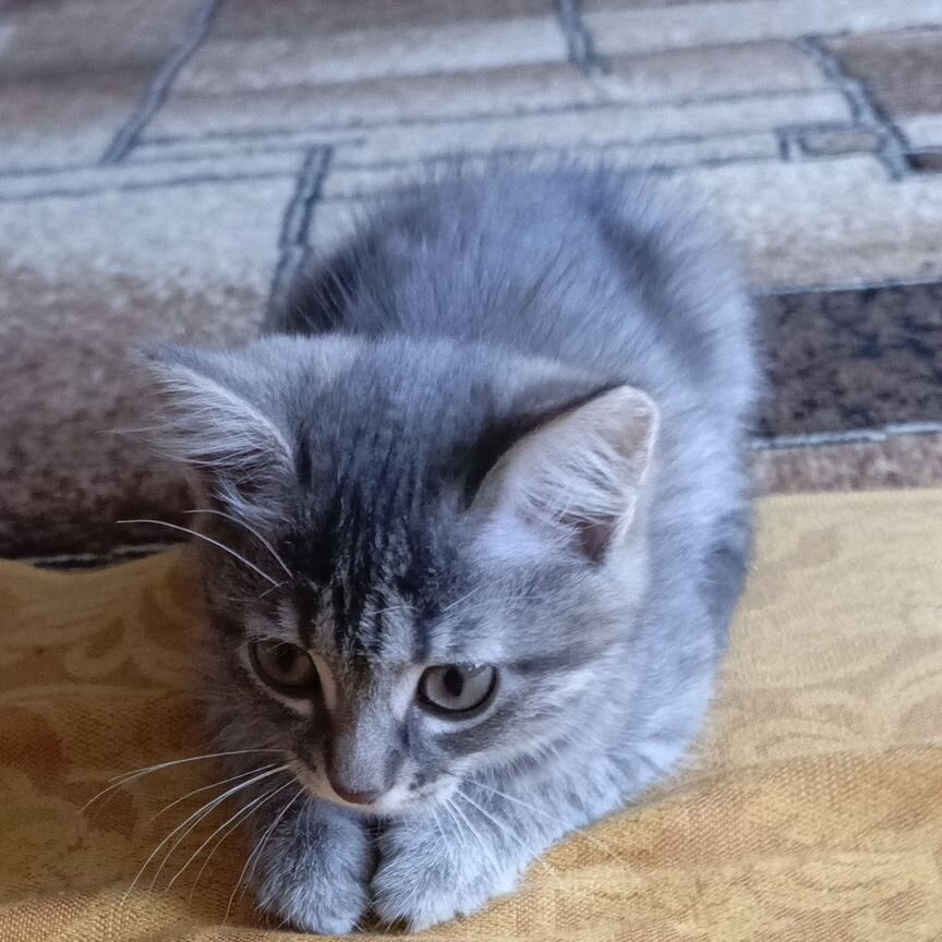 Котёнок в добрые руки