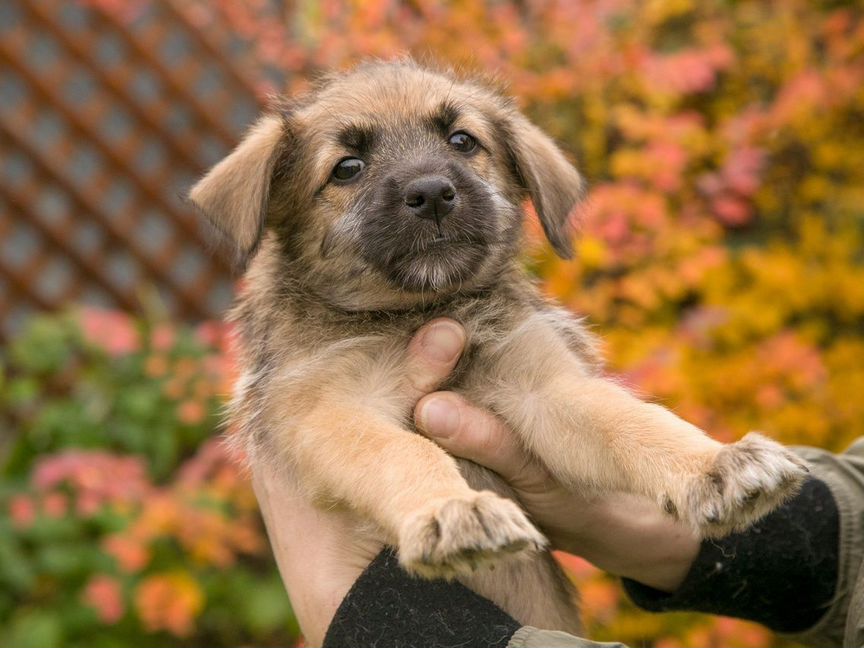 Щенок Тося 2 мес Привита Не большая Привезем