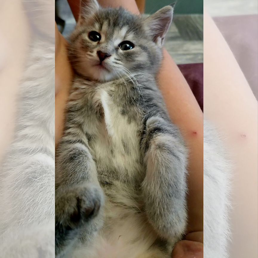 Котёнок в добрые руки