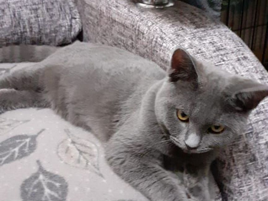 Котёнок Смокки, голубой окрас