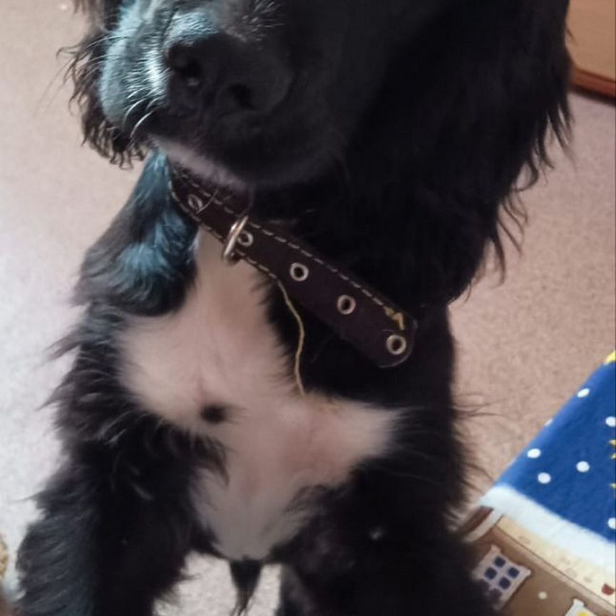 Русский кокер спаниель