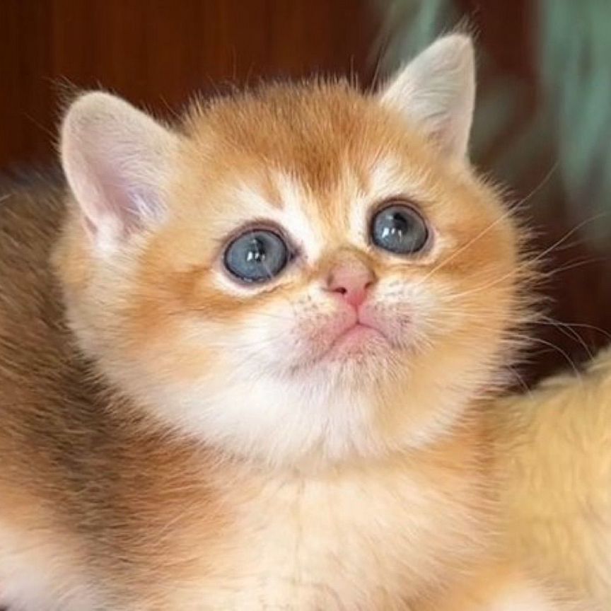 Шотландские золотые шиншиллы котята