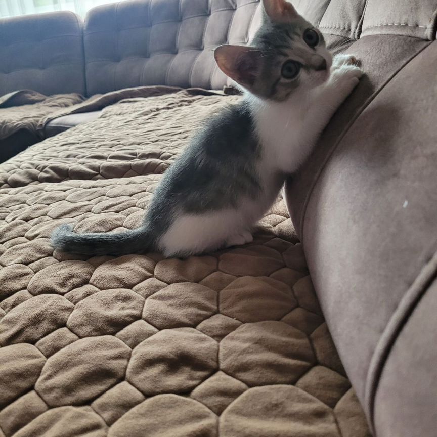 Котята в добрые руки бесплатно девочка