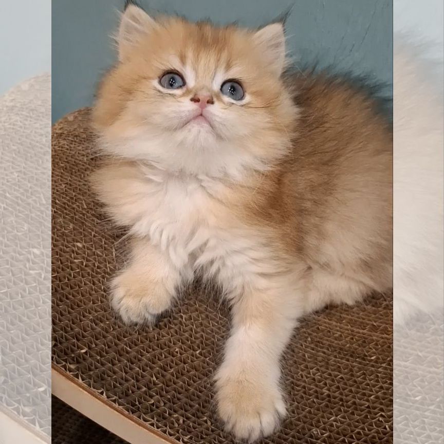 Британский длинношёрстный котёнок
