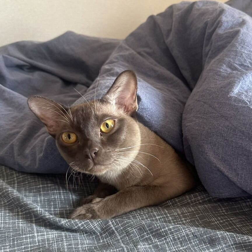 Европейский бурманский, взрослый кот