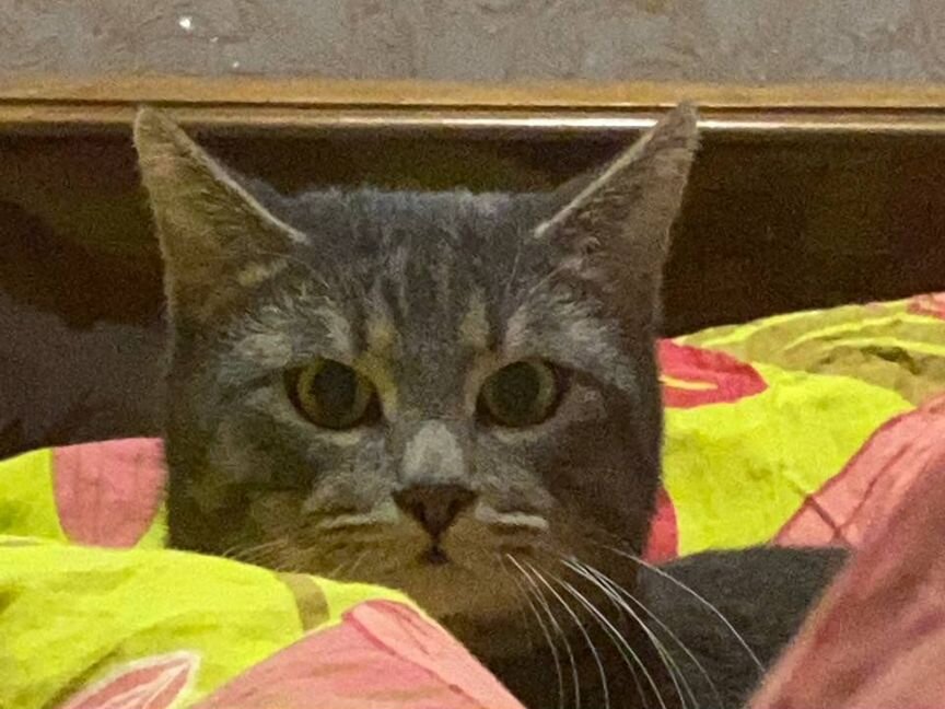 Кошка в дар