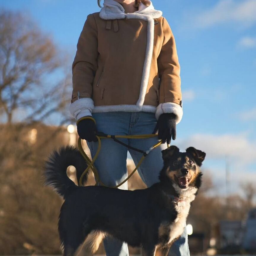 Собака в добрые руки отдам бесплатно