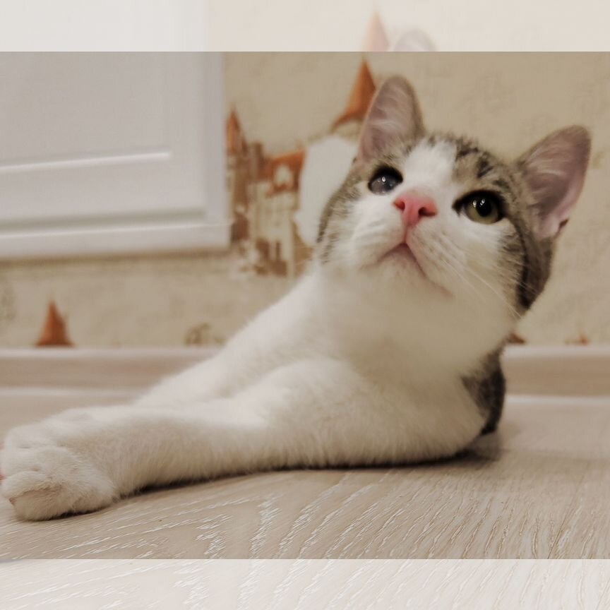 Котята в добрые руки