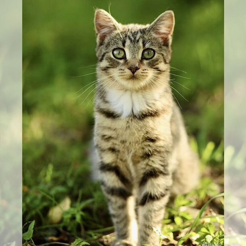 Котенок из Павловска