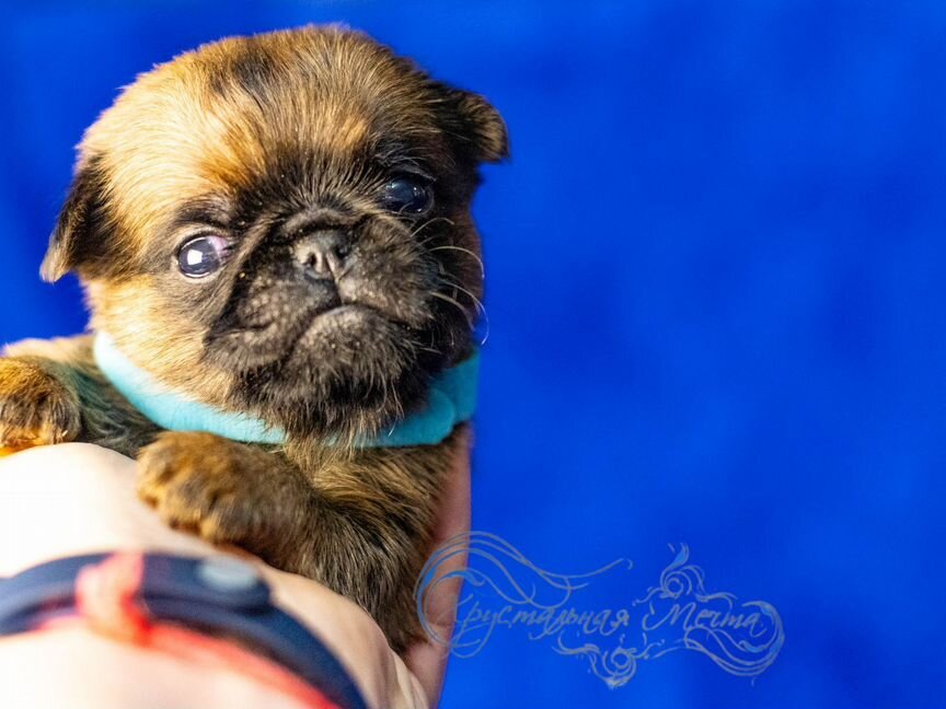 Пти брабансон мальчик. РКФ