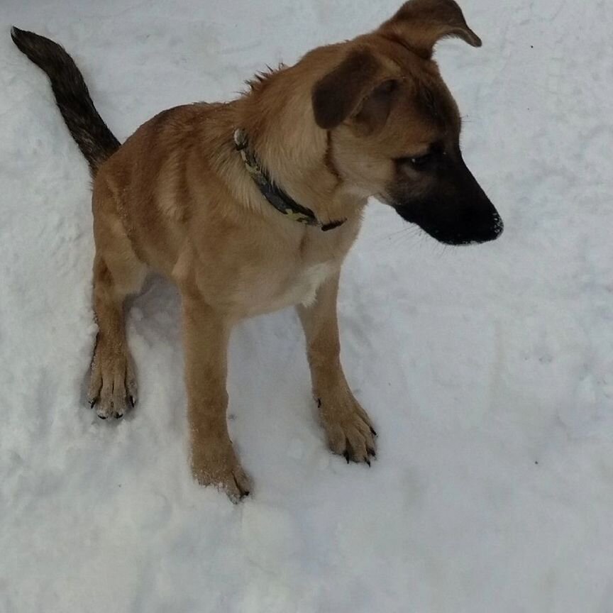 Собака в добрые руки отдам бесплатно